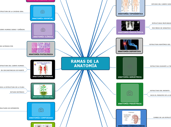 RAMAS DE LA ANATOMÍA - Mind Map